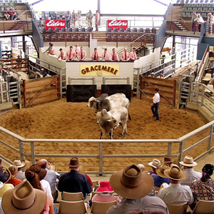 Cattle Saleyards Explore Rockhampton