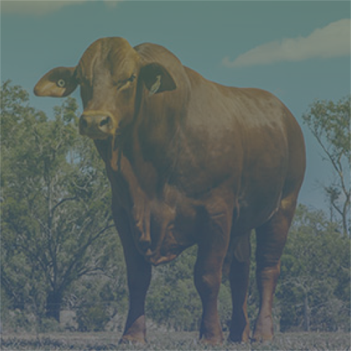 Discover why Rockhampton is the Beef Capital of Australia Explore ...