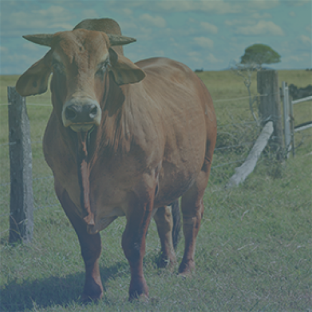 The Beef Capital Explore Rockhampton